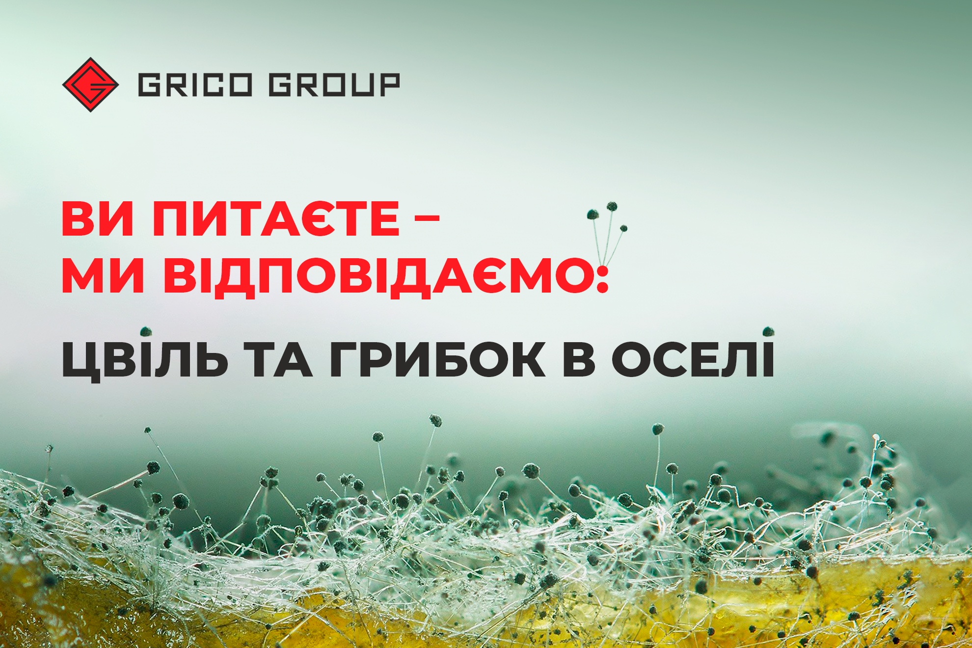Цвіль та грибок: чому виникають та як їх вивести - Статті та поради - Статті та поради - Блог ...